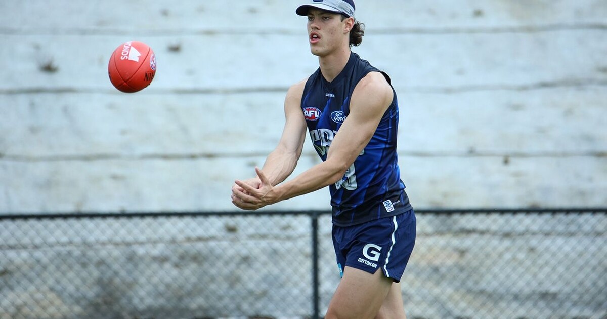 Young Cats Embracing Opportunities